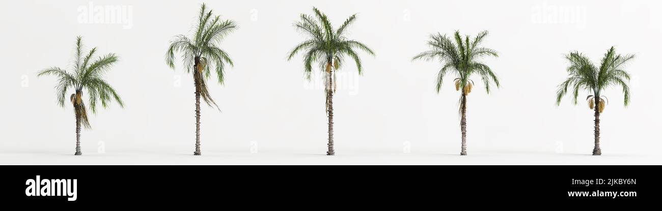 3d illustration of set tree isolated on white background Stock Photo ...