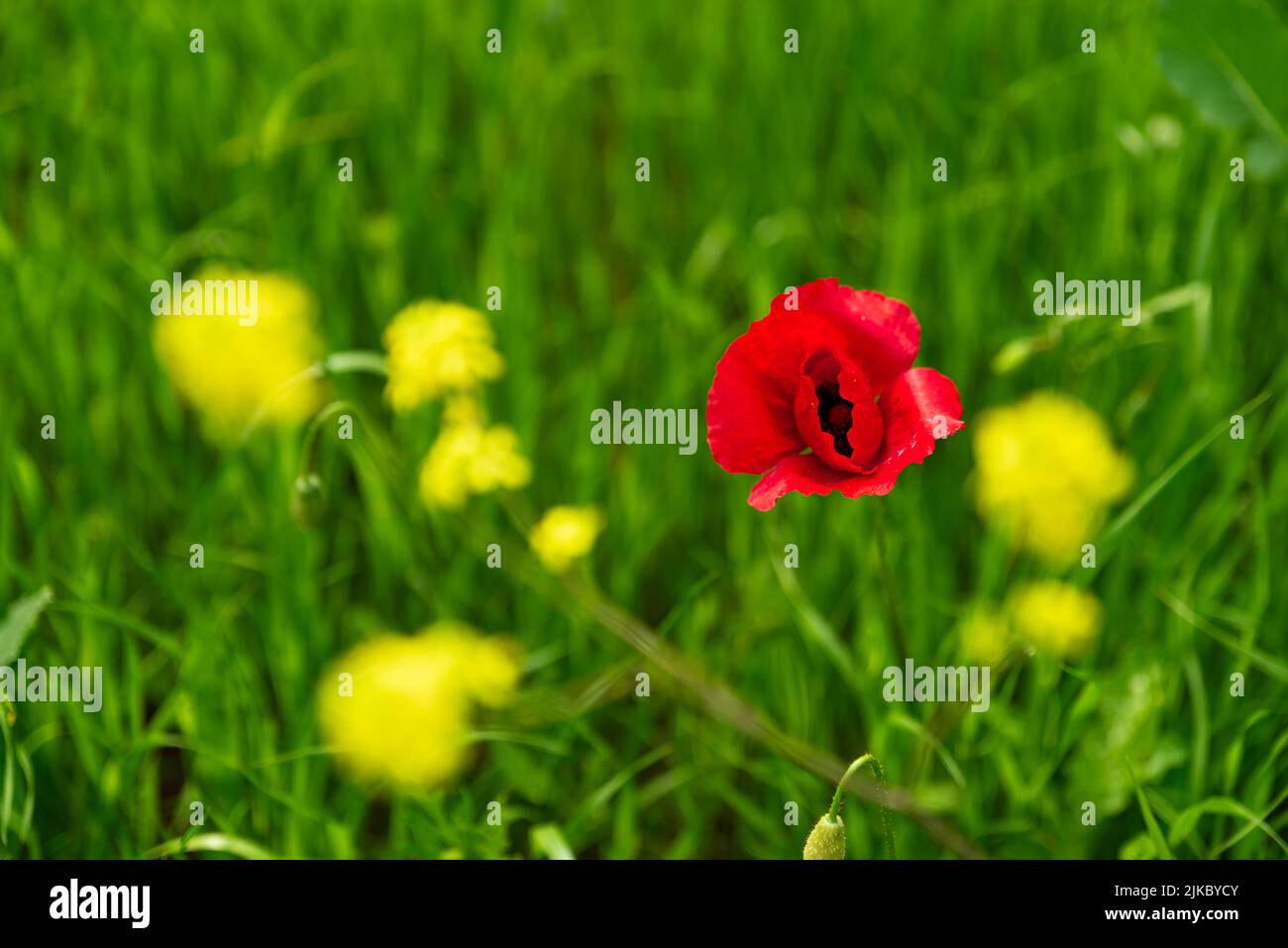 red poppy flower in front of green background Stock Photo - Alamy