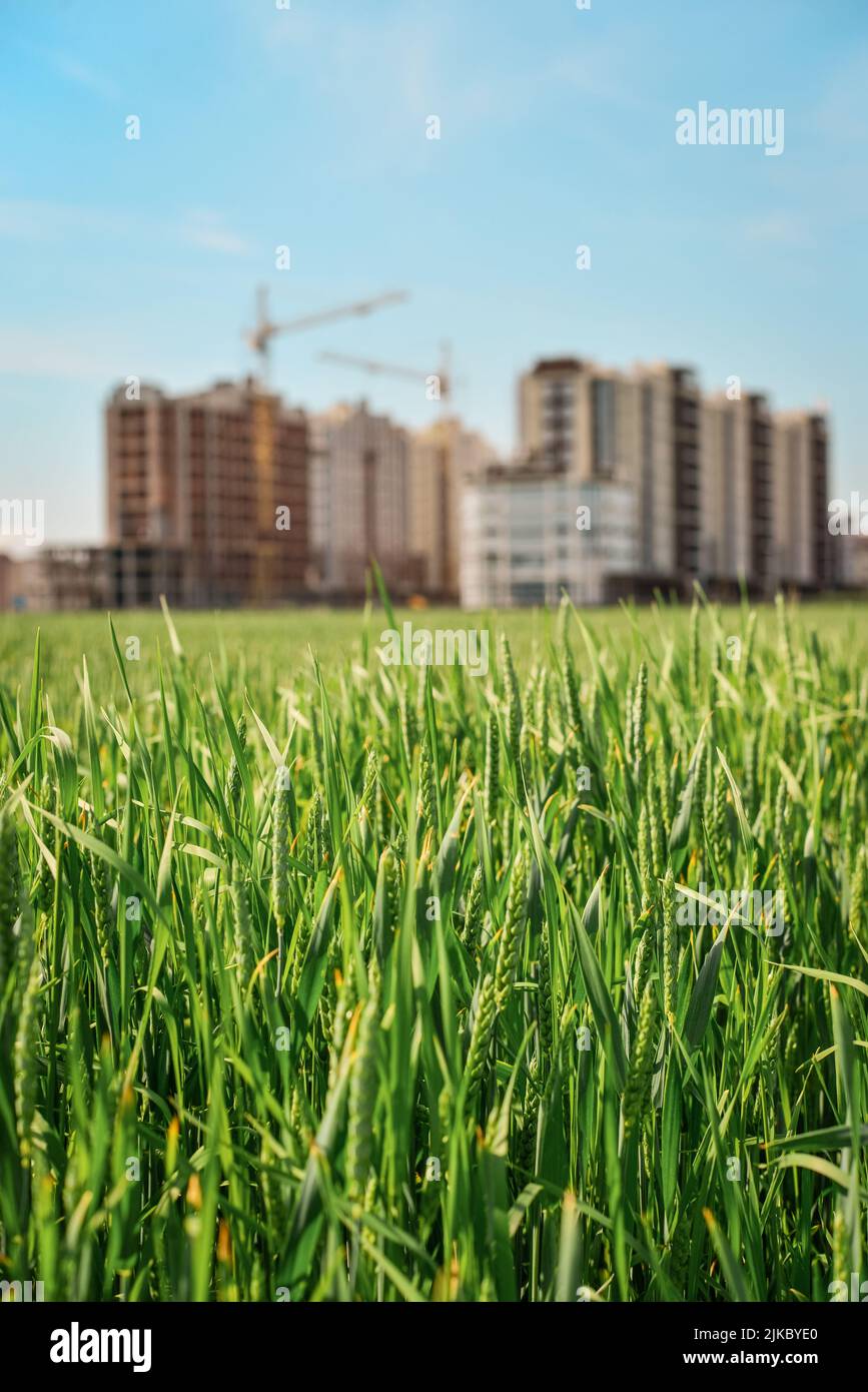 Green wheat field at summer sunny day in Ukrane near new building in ...