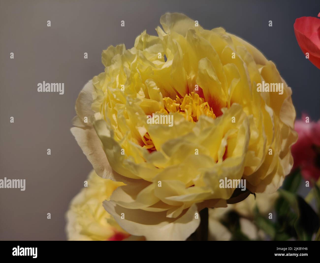 A closeup shot of a yellow peony (Paeonia lutea Stock Photo - Alamy