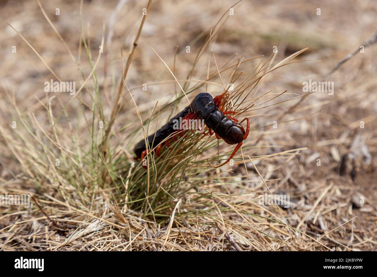 Centipede invertebrate arthropod. Black centipede with red paws in dry ...