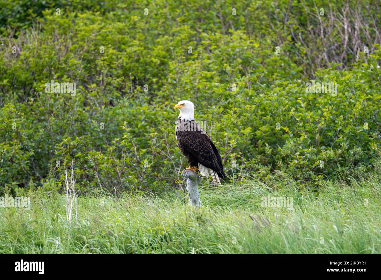 Bald eagle perched on a stump at McNeil River State Game Sanctuary and ...