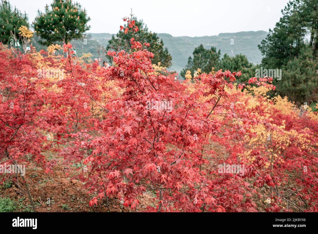 A scenic view of the forest with fir and maple trees under the gloomy ...