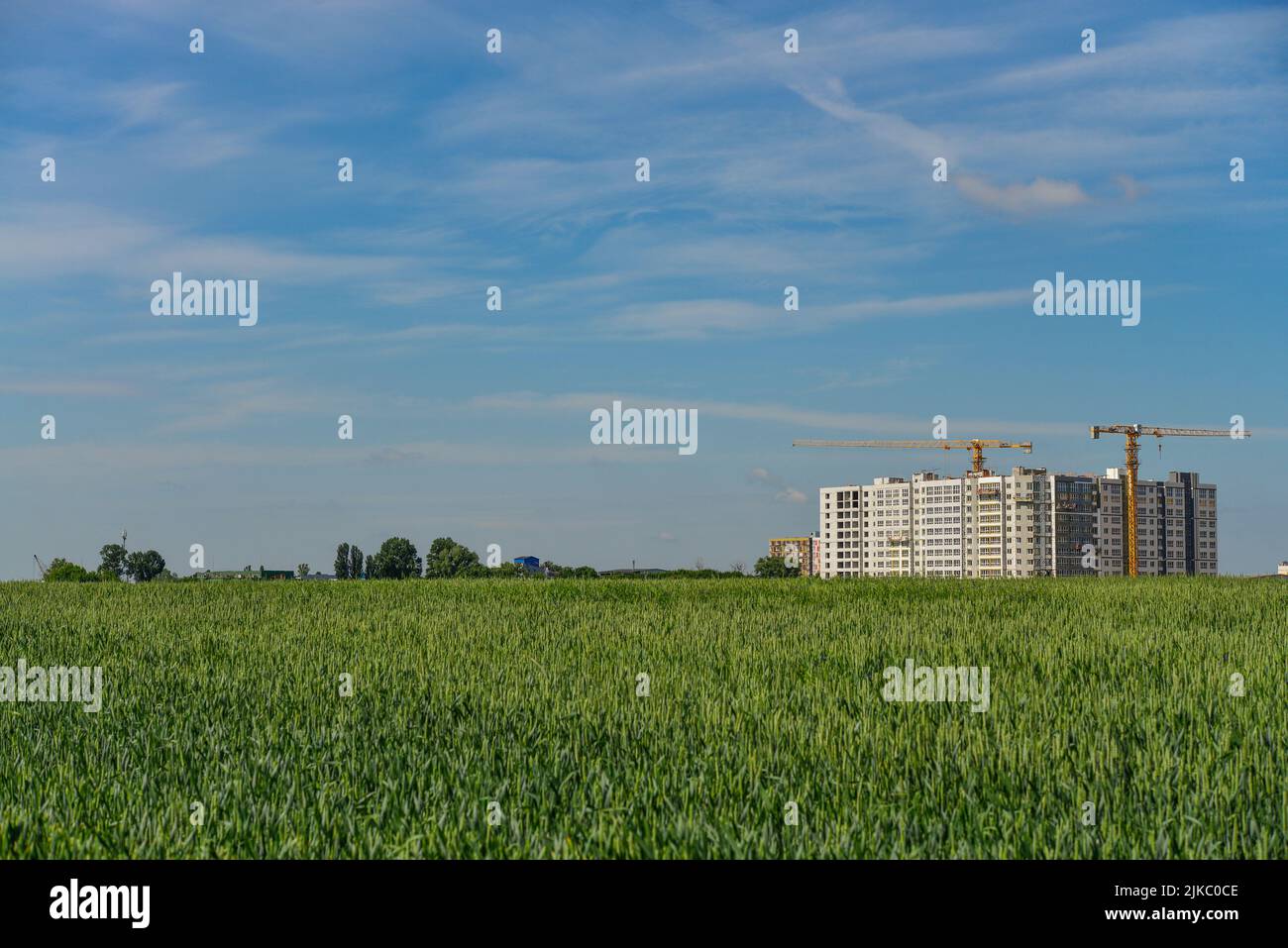 Green wheat field at summer sunny day in Ukrane with houses in the ...