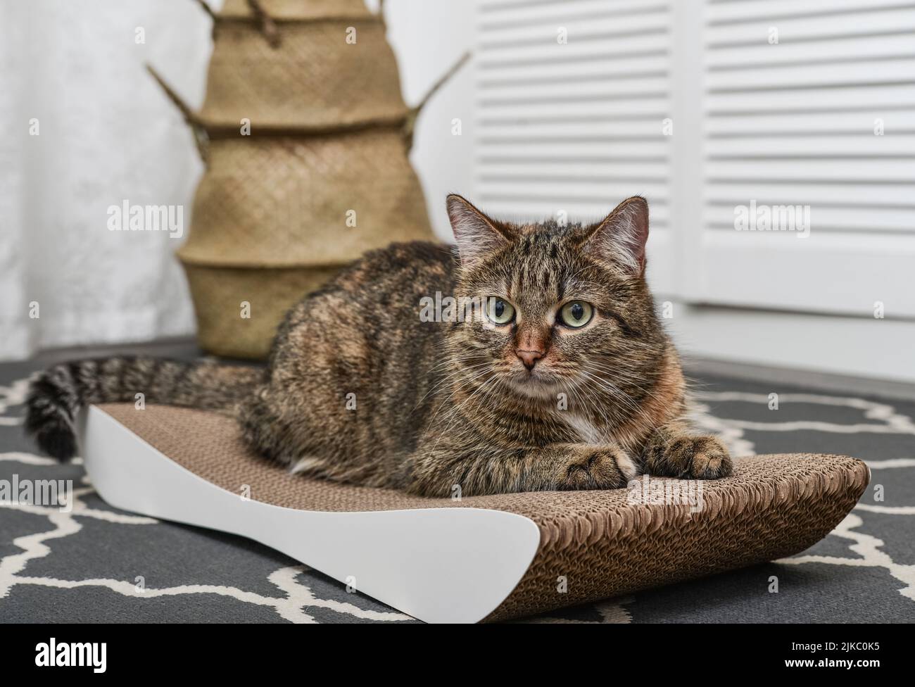Cute grey tabby cat lying on the modern cardboard scratching post ...