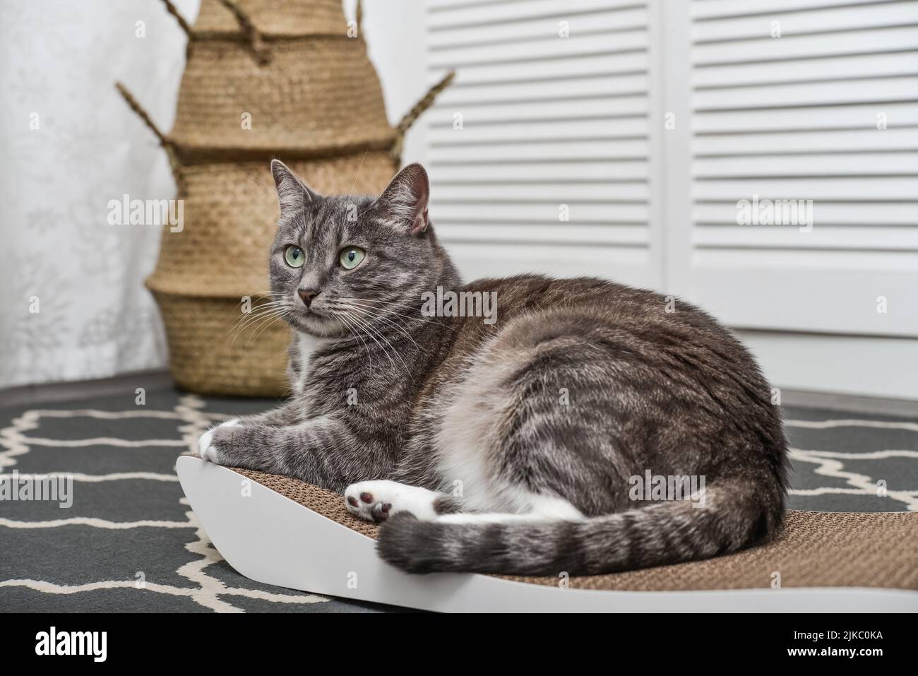Cute grey tabby cat lying on the modern cardboard scratching post ...