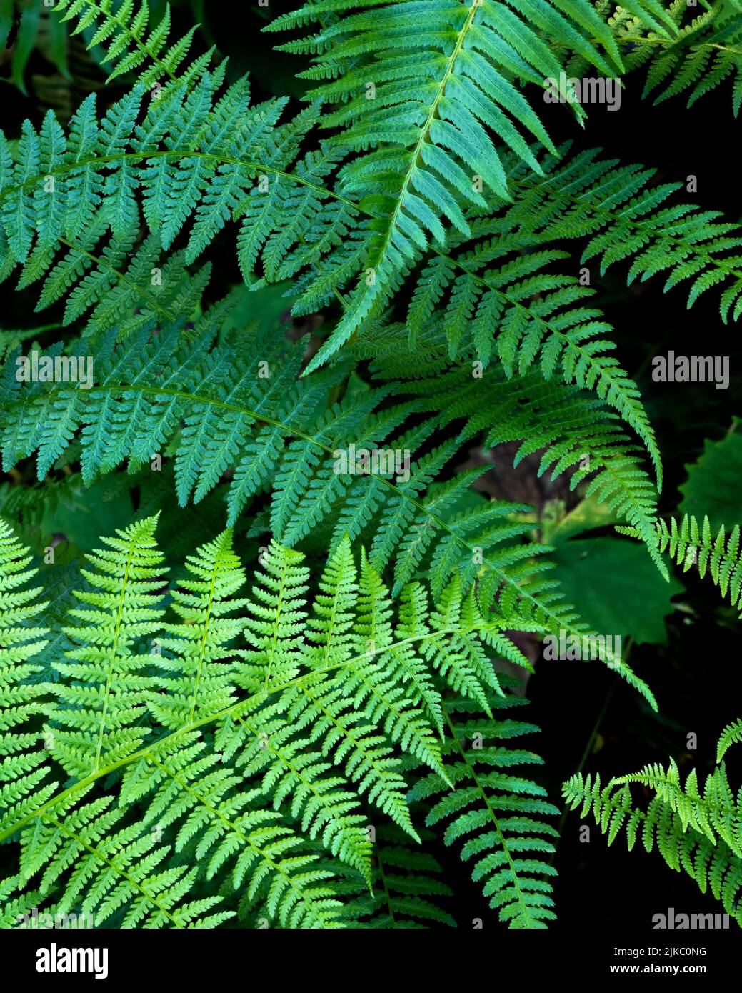 A vertical shot of ferns at John Dean Provincial Park in North Saanich ...