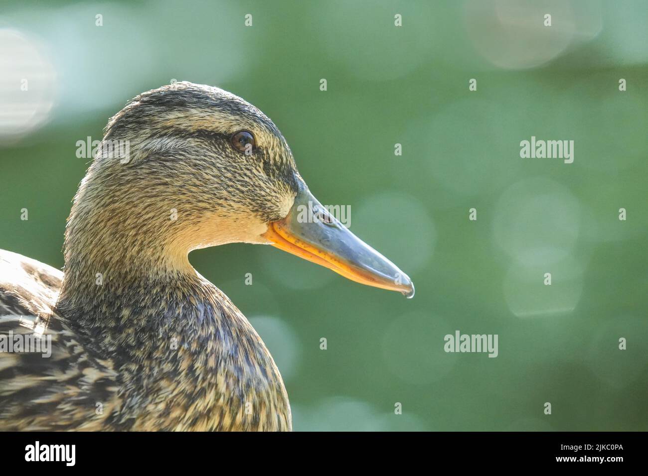 A little duck enjoying the sunny day, sitting on the meadow Stock Photo ...