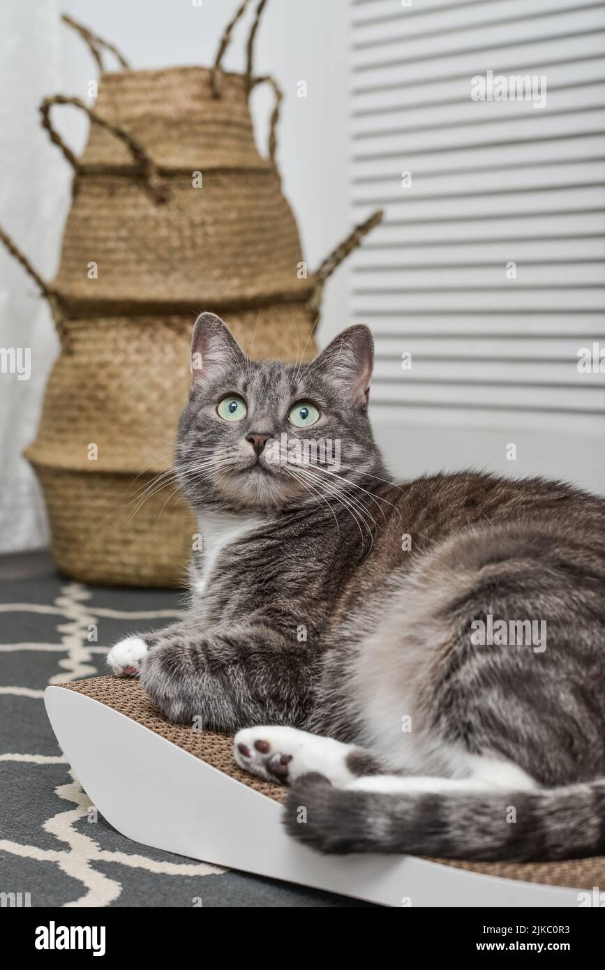 Cute grey tabby cat lying on the modern cardboard scratching post ...