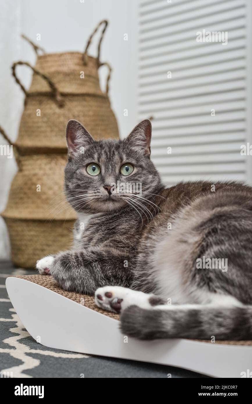 Cute grey tabby cat lying on the modern cardboard scratching post ...