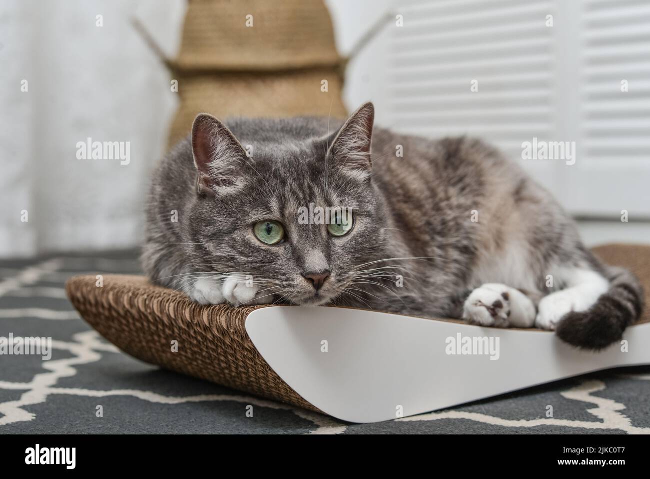 Cute grey tabby cat lying on the modern cardboard scratching post ...
