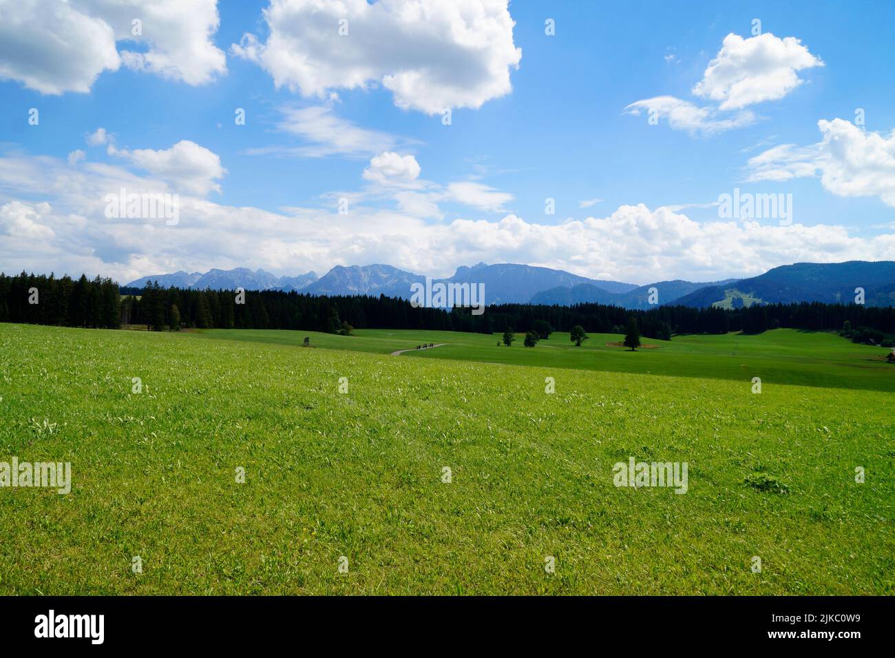 green meadows of the Allgau region in Bavaria with the Alps in the ...