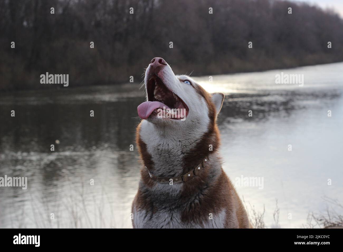 A playful Siberian Husky lear the lake Stock Photo - Alamy