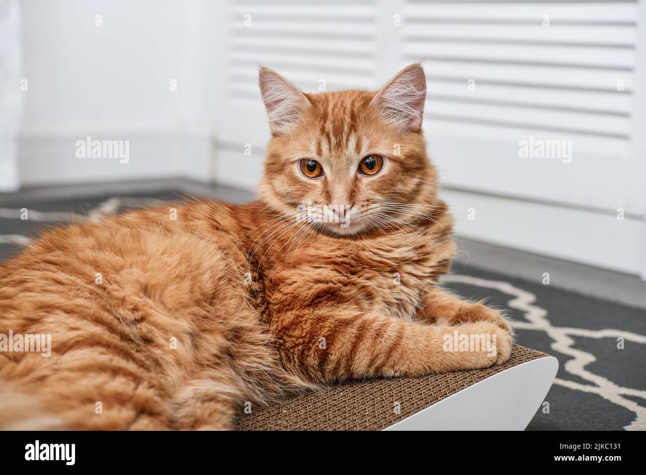 Cute ginger cat lying on the modern cardboard scratching post closeup ...