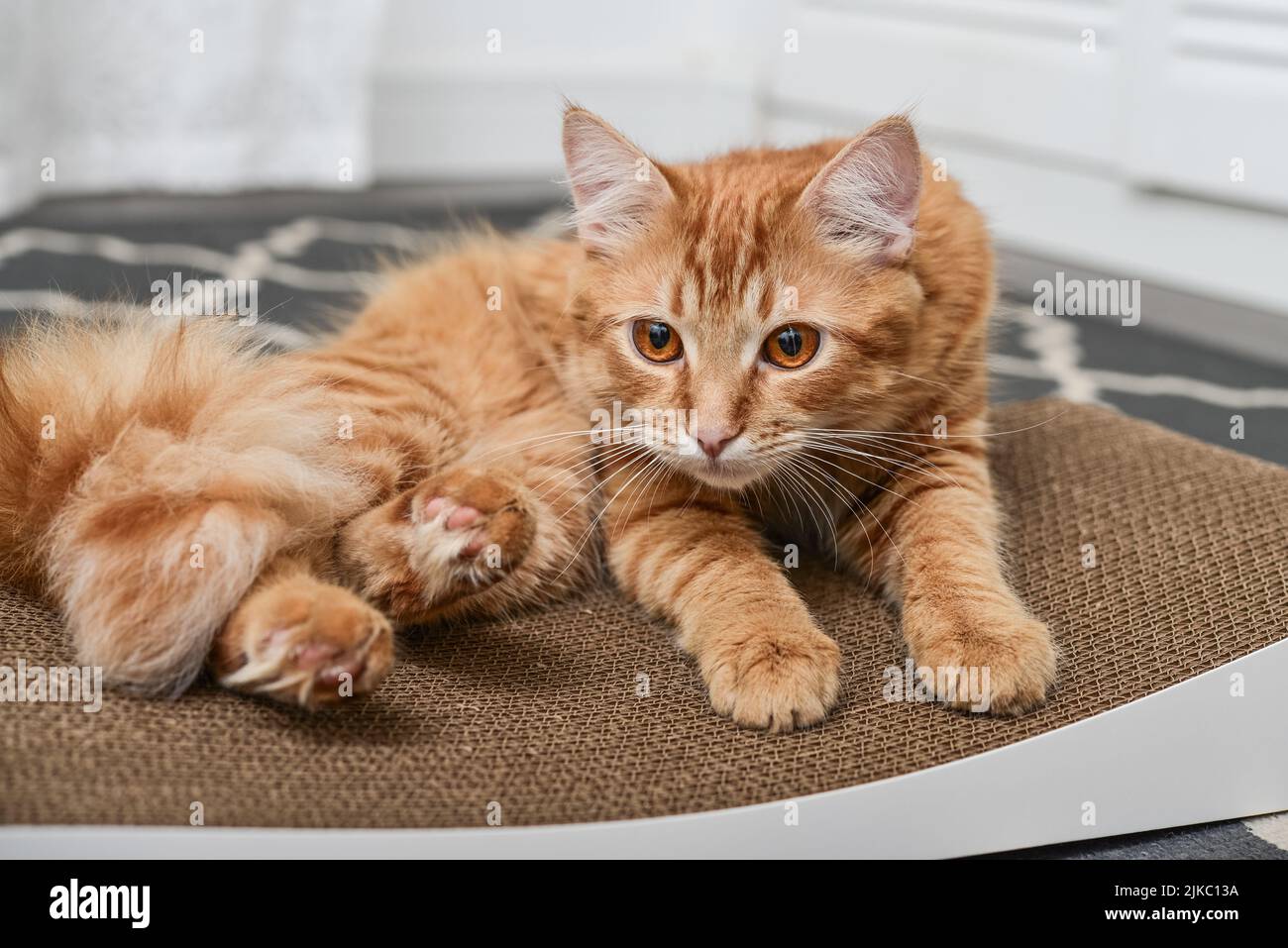 Cute ginger cat lying on the modern cardboard scratching post closeup ...
