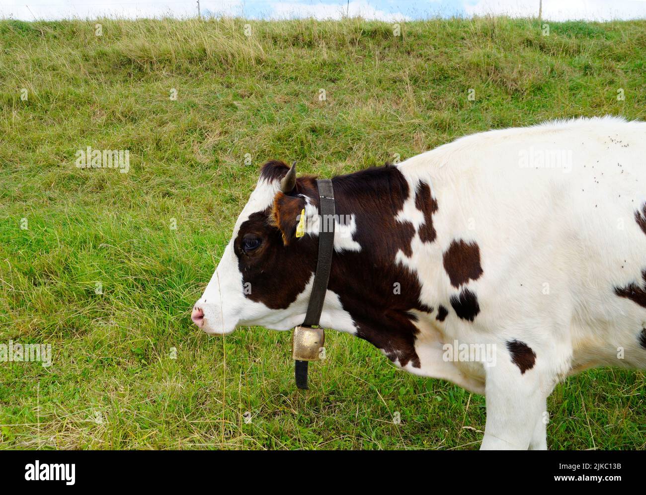 cow grazing by scenic lake Attlesee in the Bavarian Alps, Nesselwang ...