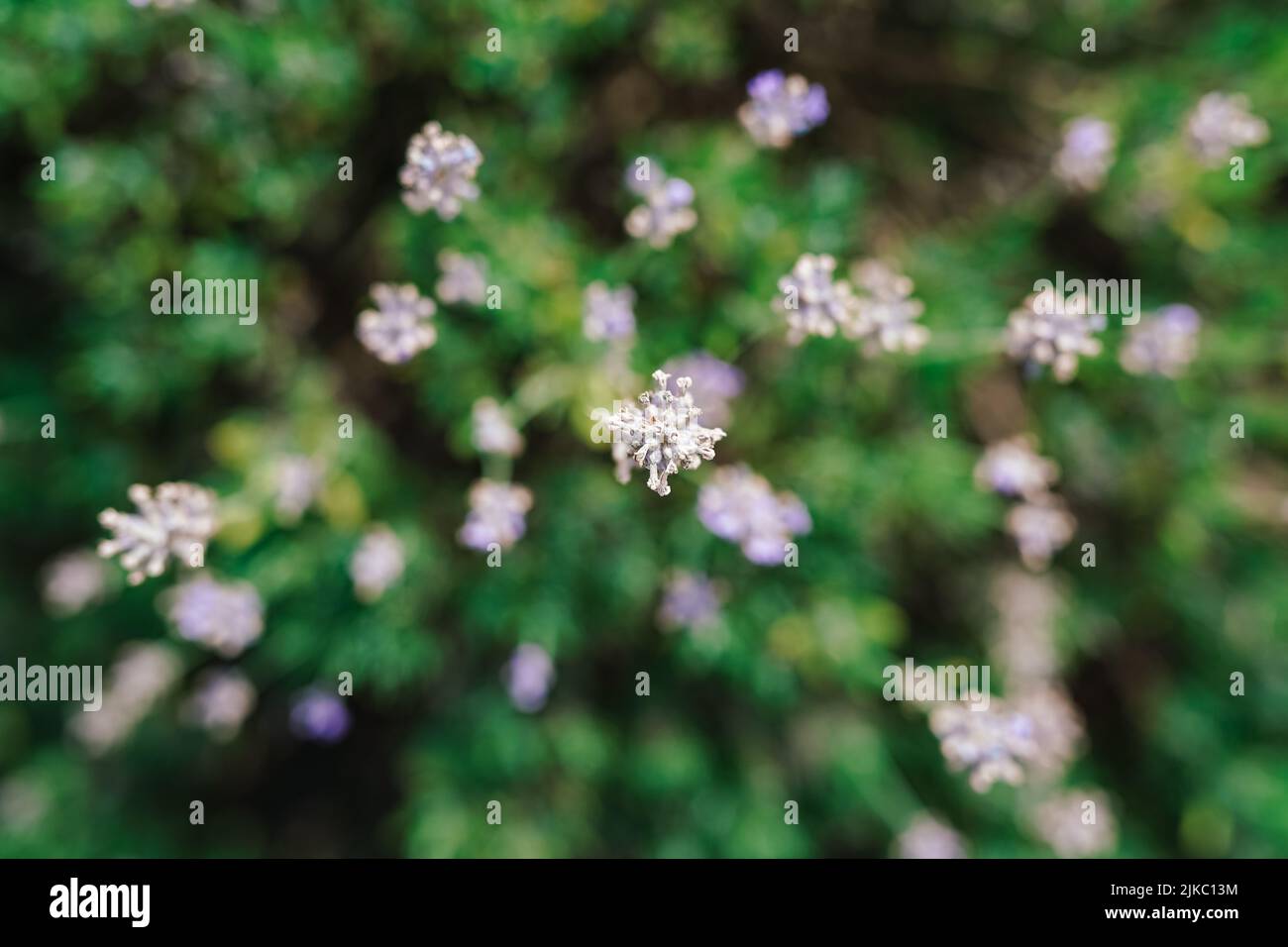 purple lavender flowers Stock Photo - Alamy
