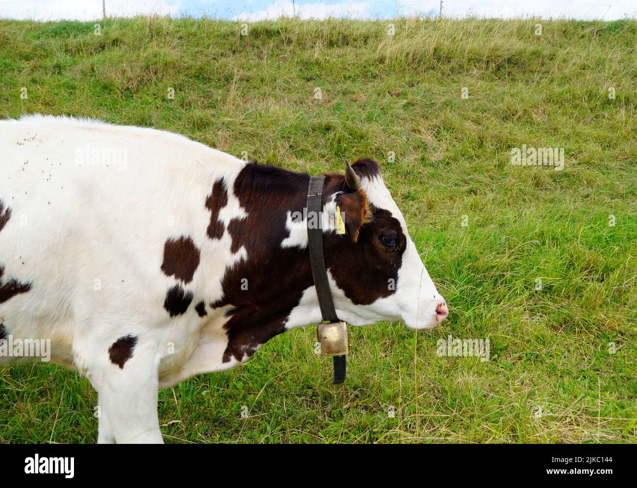 cow grazing by scenic lake Attlesee in the Bavarian Alps, Nesselwang ...