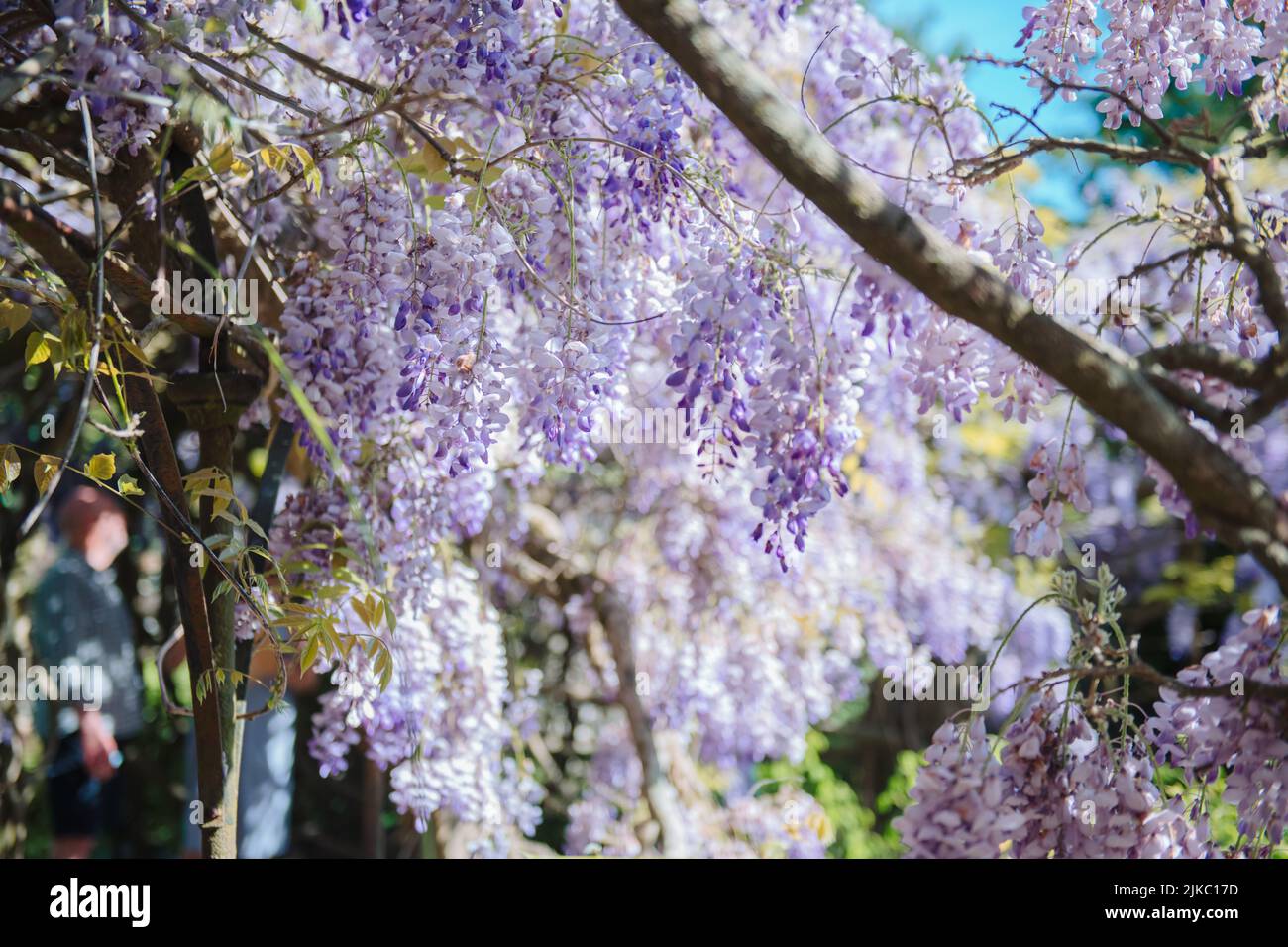 The gorgeous, blossom Chinese wisteria tree in spring Stock Photo - Alamy