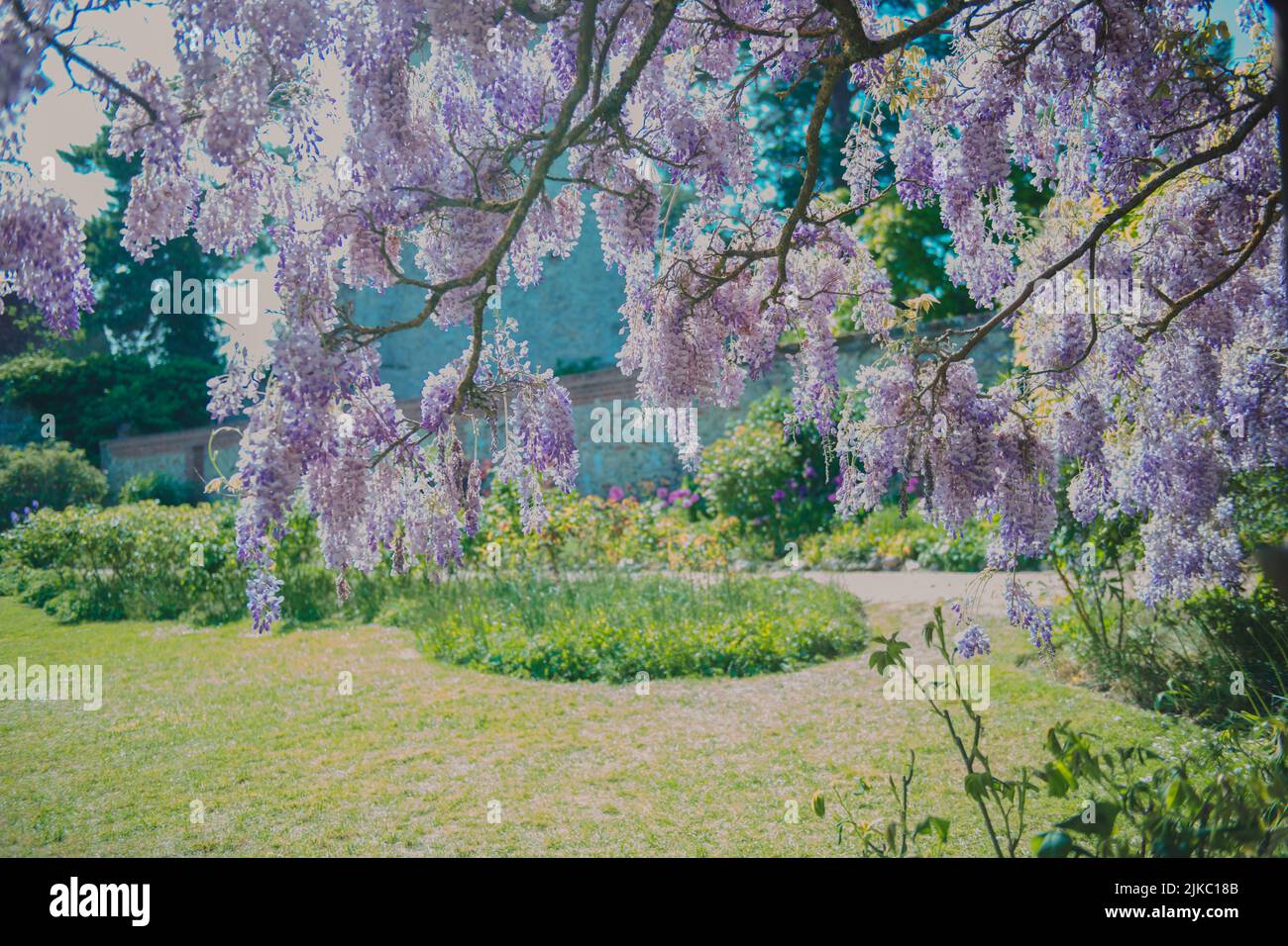 The gorgeous, blossom Chinese wisteria tree in spring park Stock Photo ...