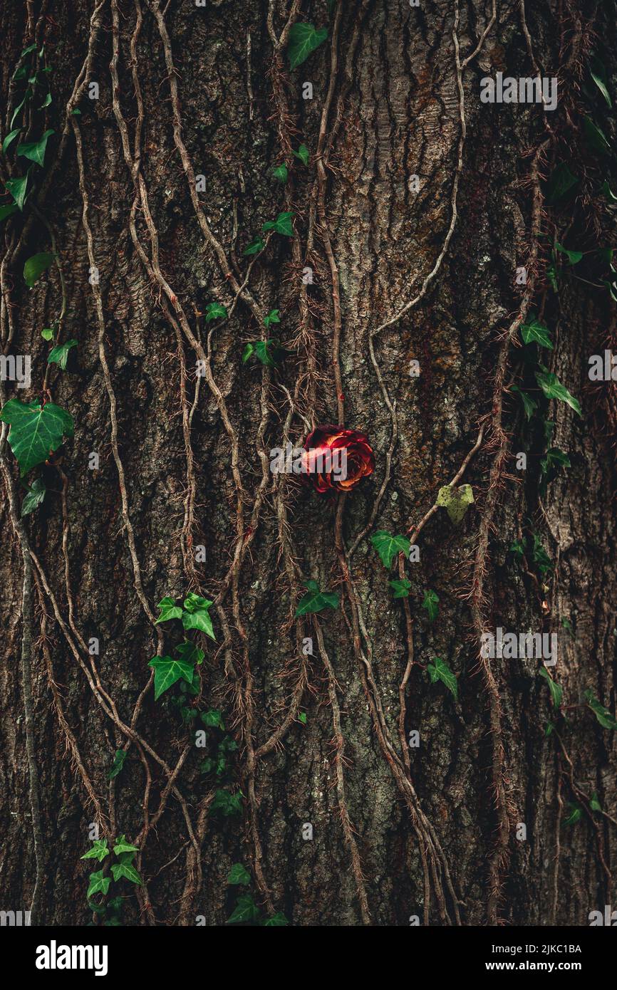 A vertical shot a red rose on a tree trunk surrounded with little ...