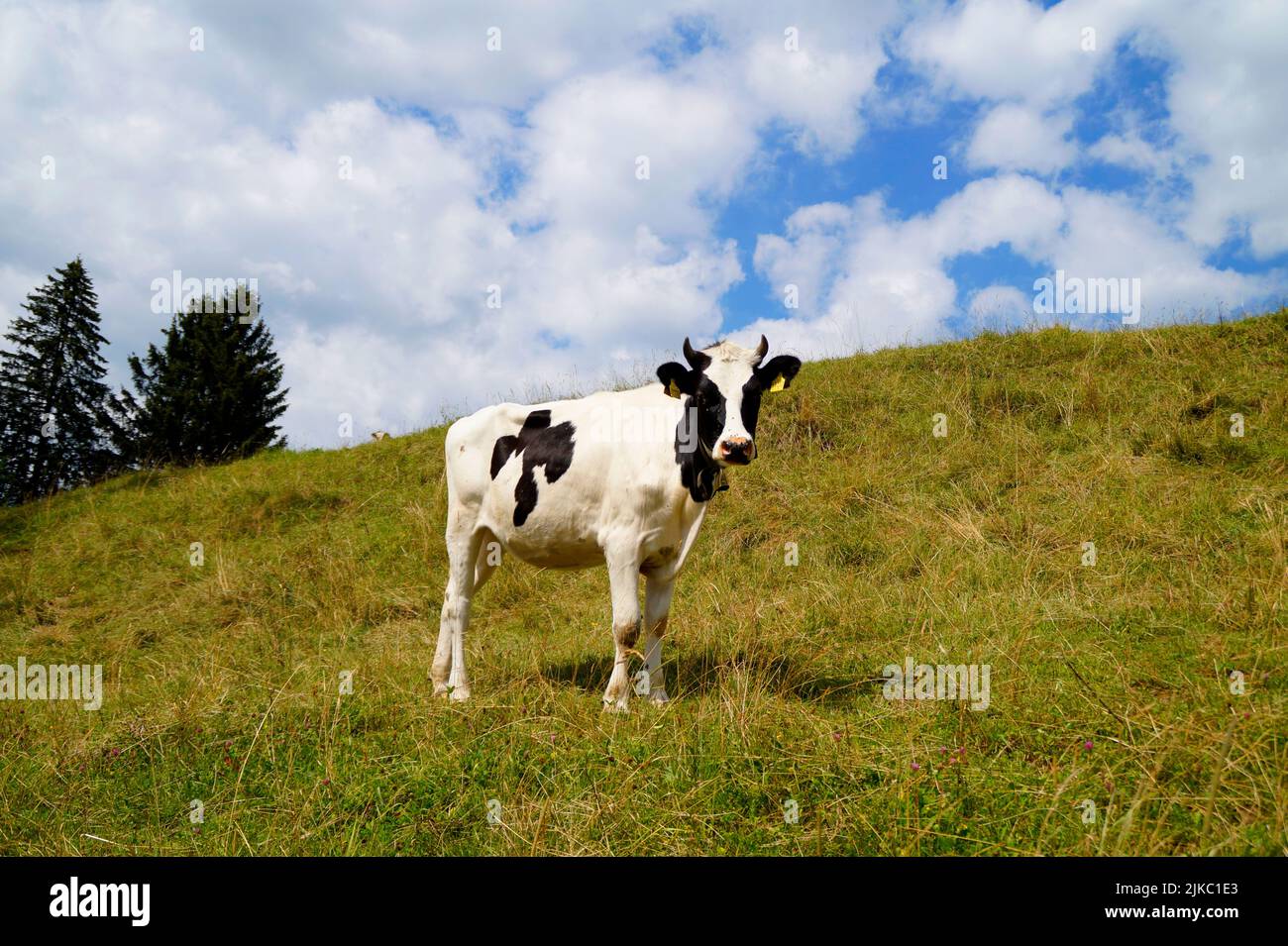 cow grazing by scenic lake Attlesee in the Bavarian Alps, Nesselwang ...