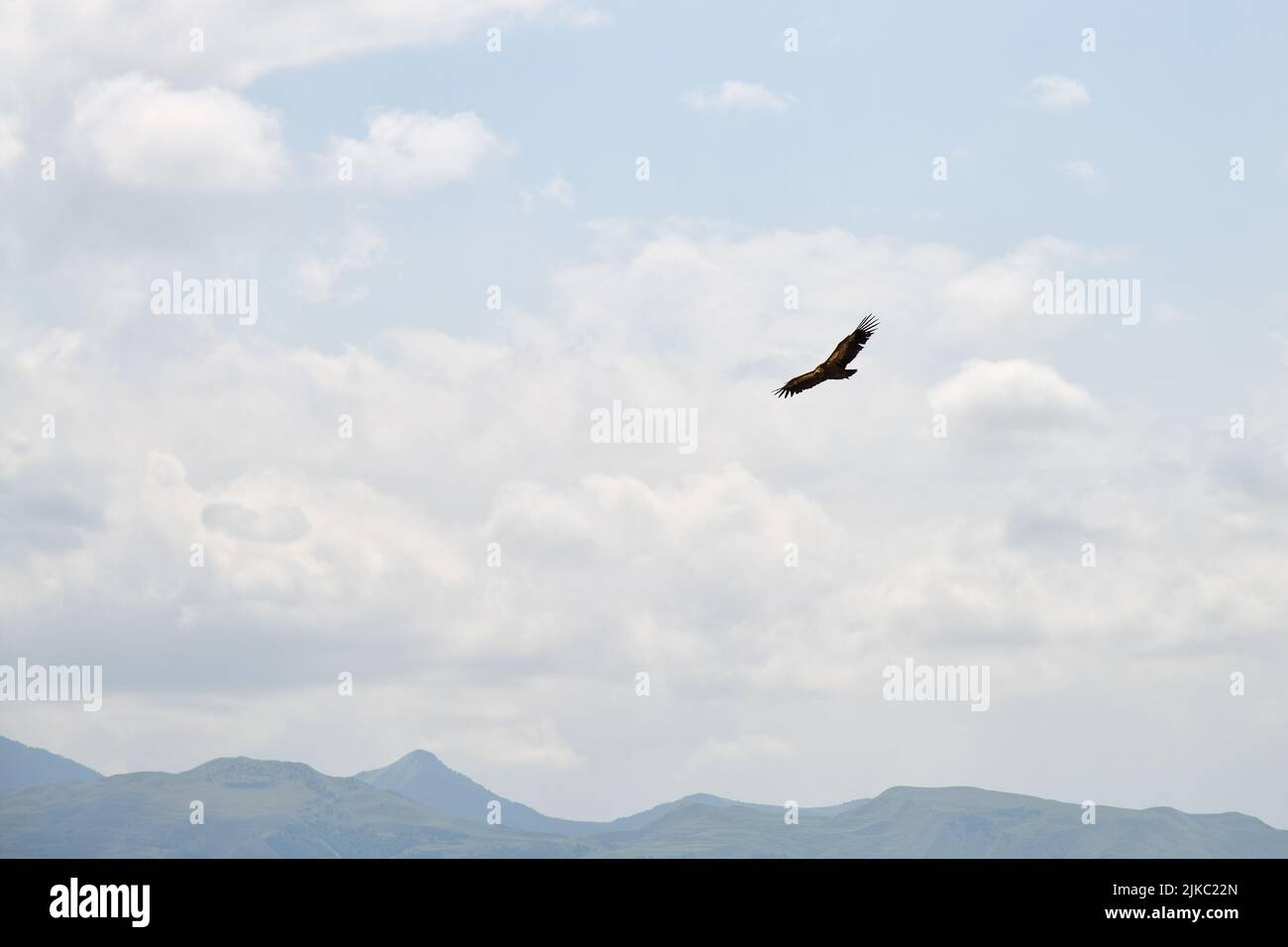 Cinereous Vulture Aegypius monachus in flight high above Caucasus ...