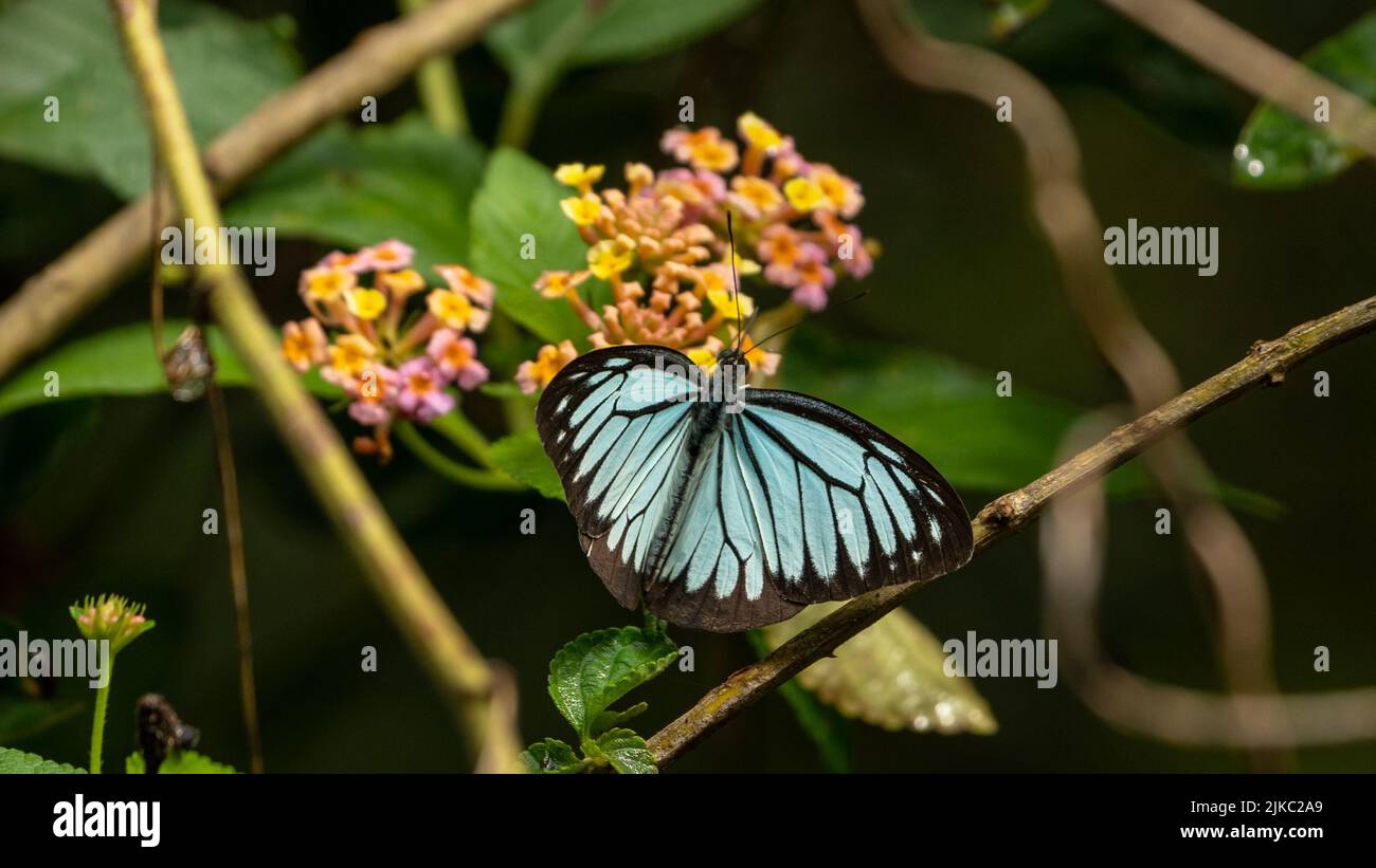 Anindian wanderer butterfly (Pareronia hippia) on the wild flowers ...