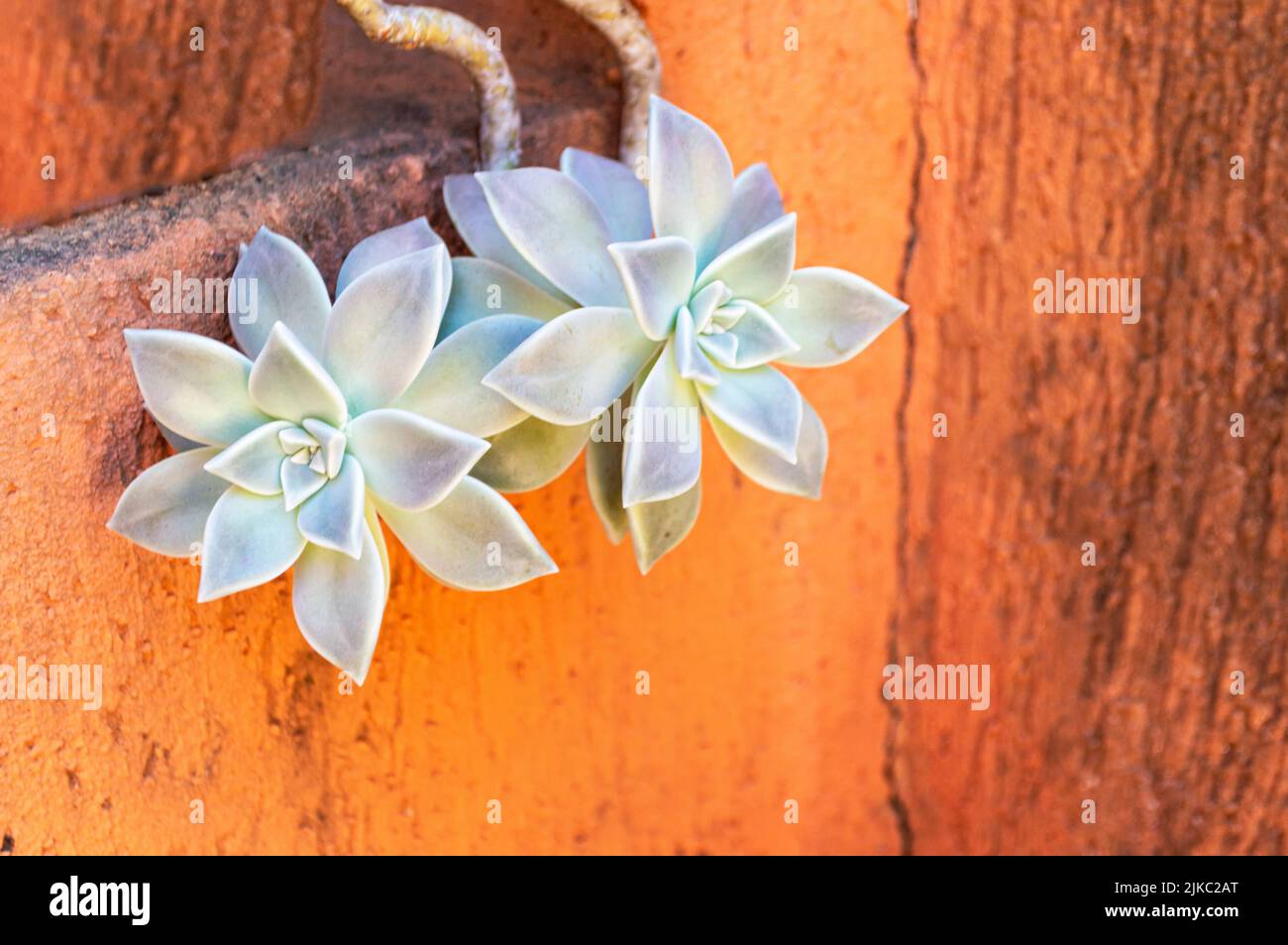 Echeveria lauii. Lolla. Peruvian. Caly. Texensis. Succulent plant on an ...