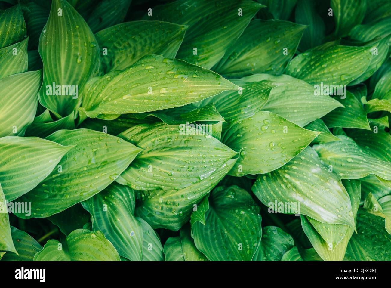 Hosta leaves Stained Glass covered with water drops after rain ...
