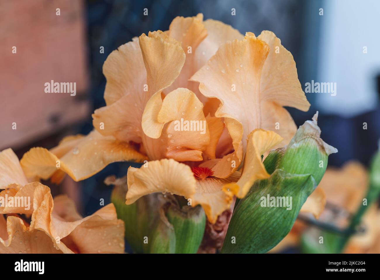 Beautiful orange iris flowers grow in the backyard. Close-up of a ...