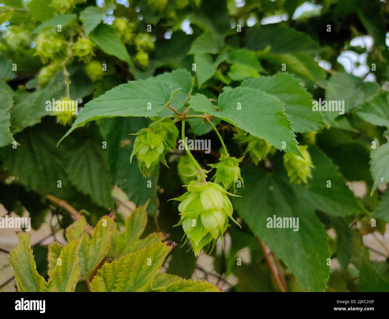 Green fresh hop flower and leaves, closeup Stock Photo - Alamy