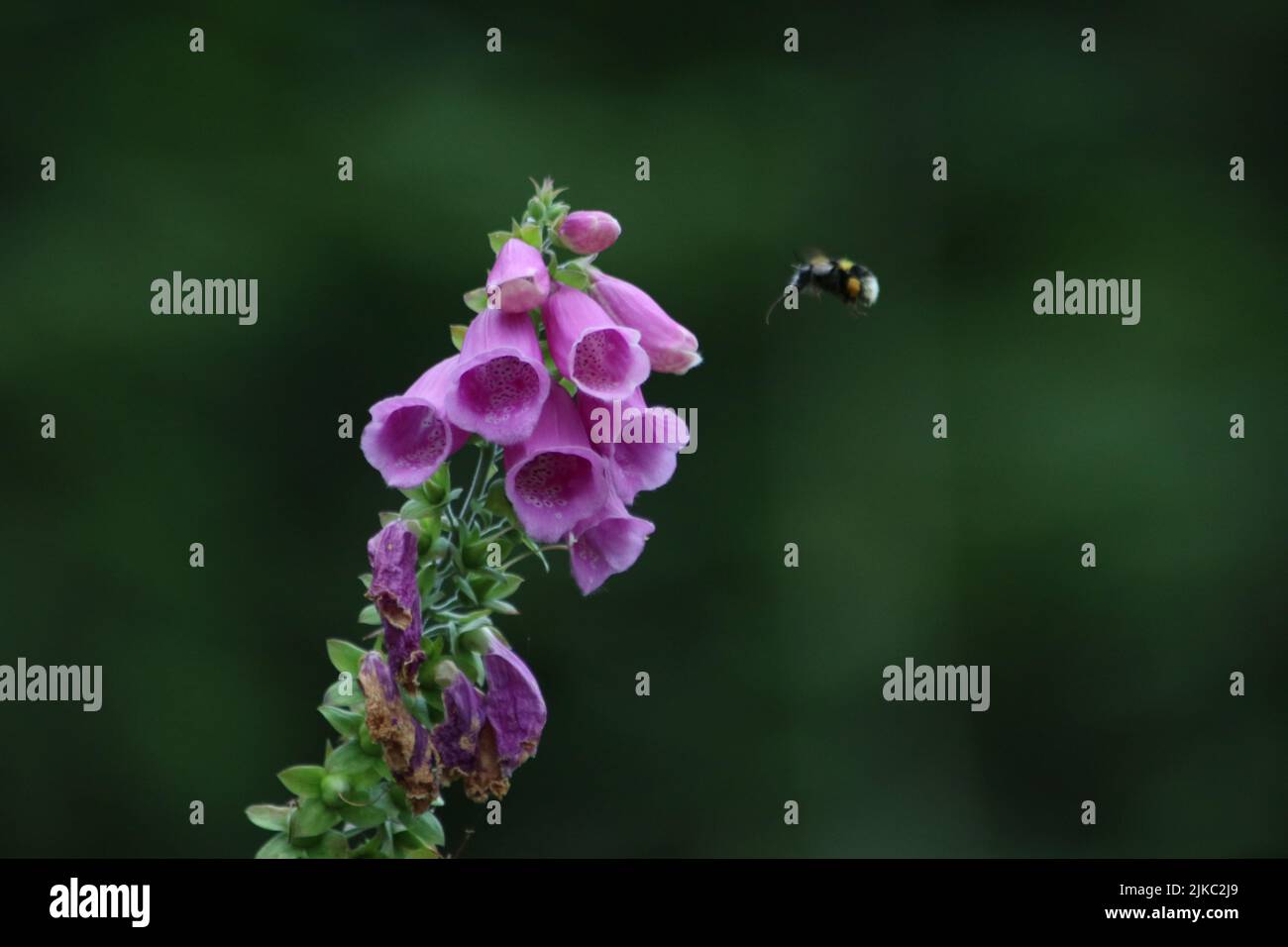 A closeup of a common foxglove flower with a bee Stock Photo - Alamy