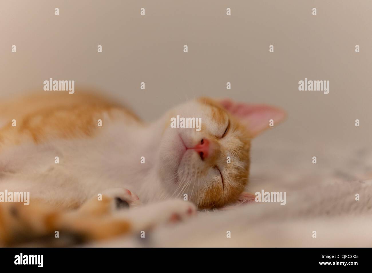 a closeup of a sleeping smiley ginger kitten Stock Photo - Alamy