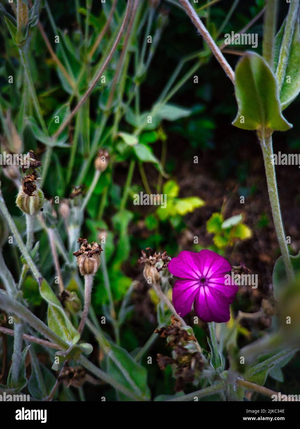 Rose campion pink flower hi-res stock photography and images - Alamy
