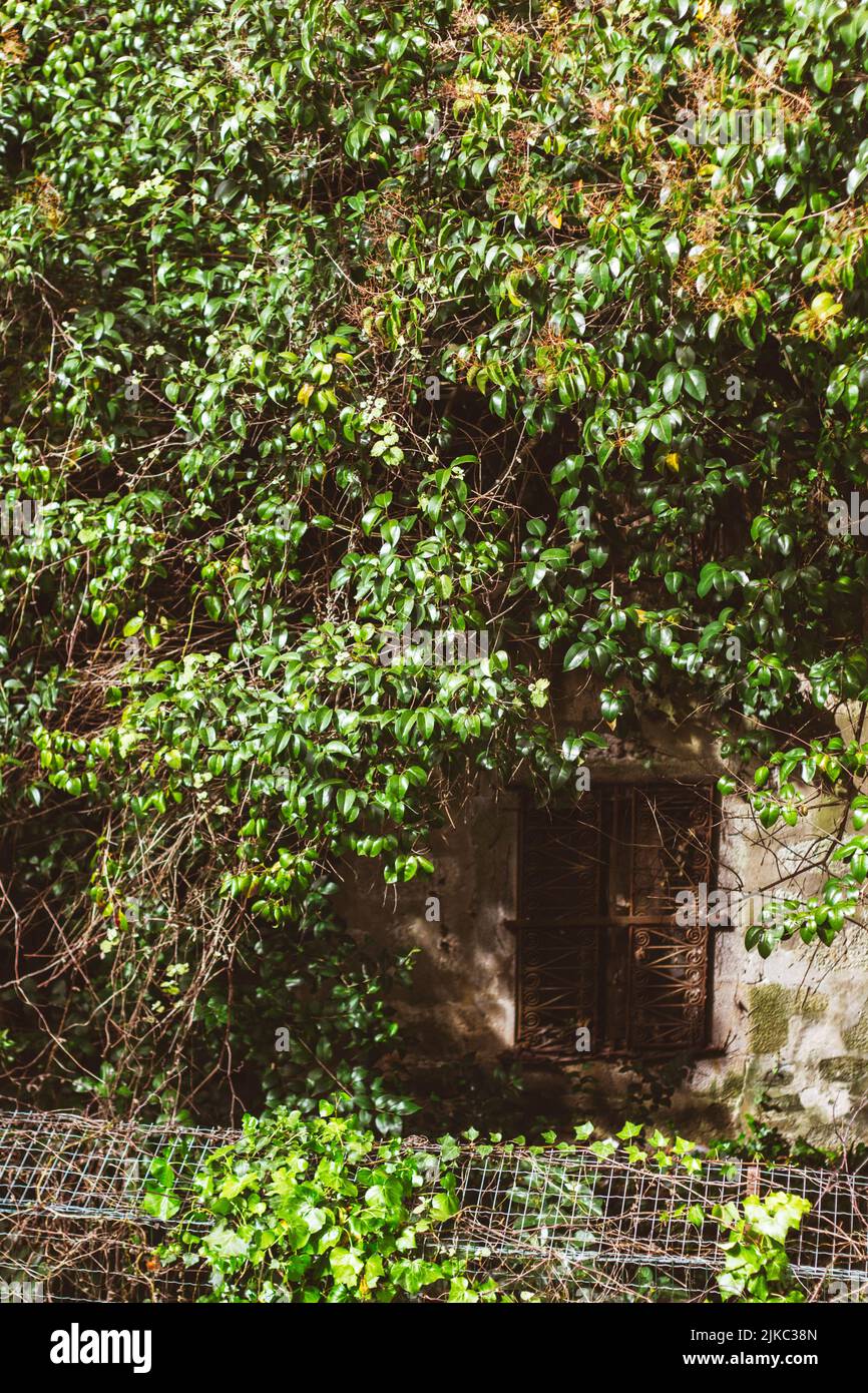 A vertical shot of a country house covered in densely grown leaves ...