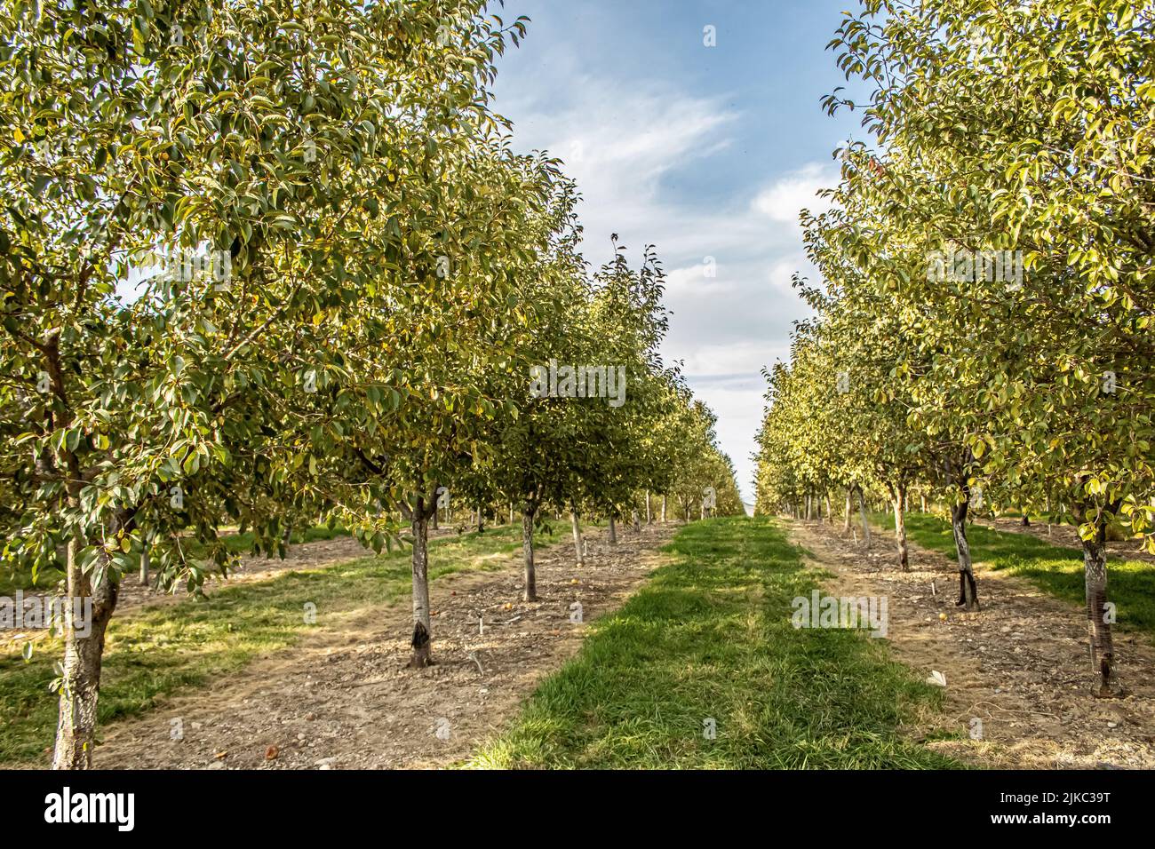 A beautiful orchard view with a row of different trees with a long ...