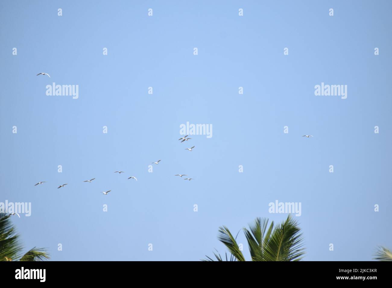 Crane migratory formation flying hi-res stock photography and images ...
