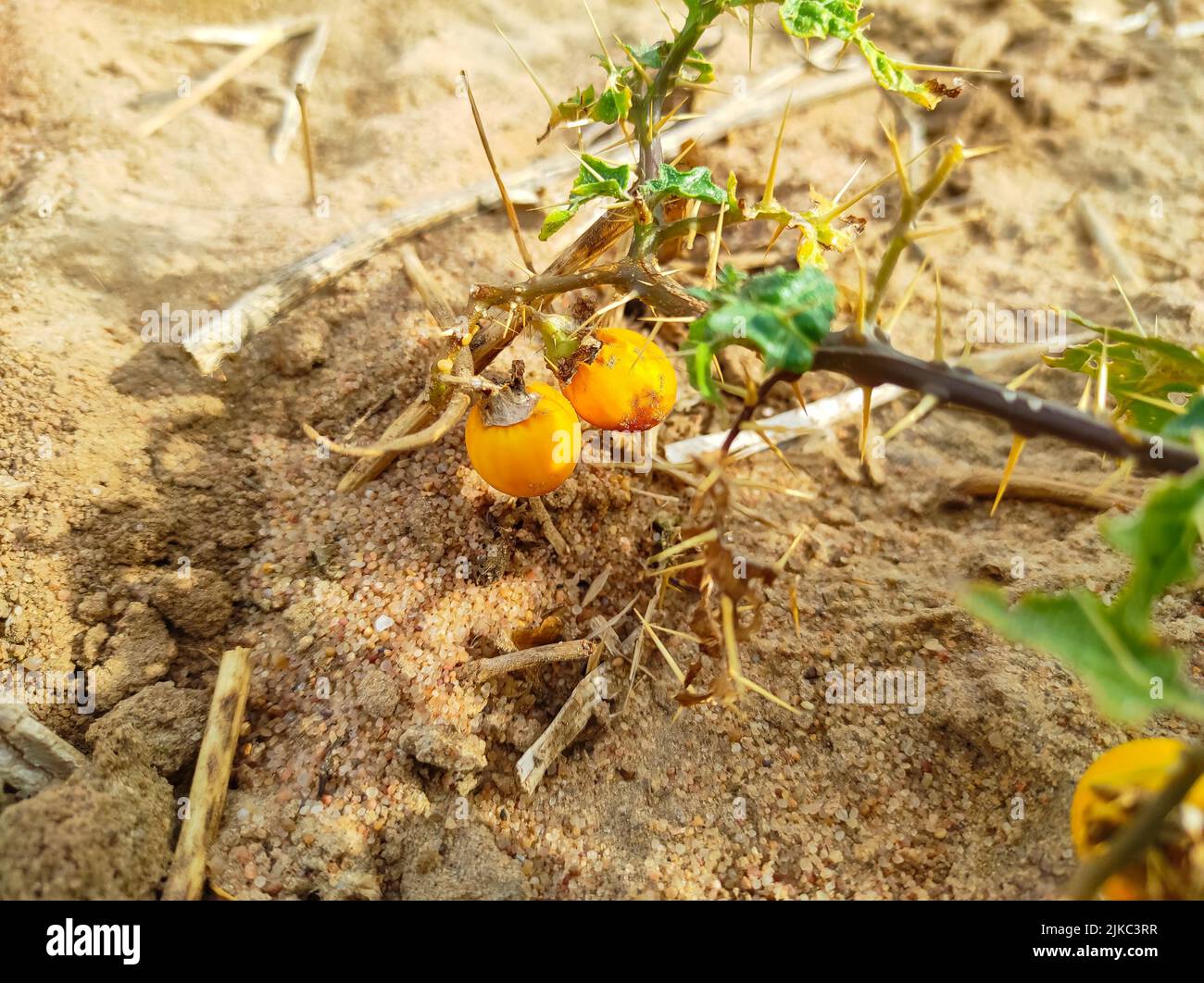 A Closeup Shot Of Solanum Indicum Fruits Ayurvedic Medicine Plant Stock ...