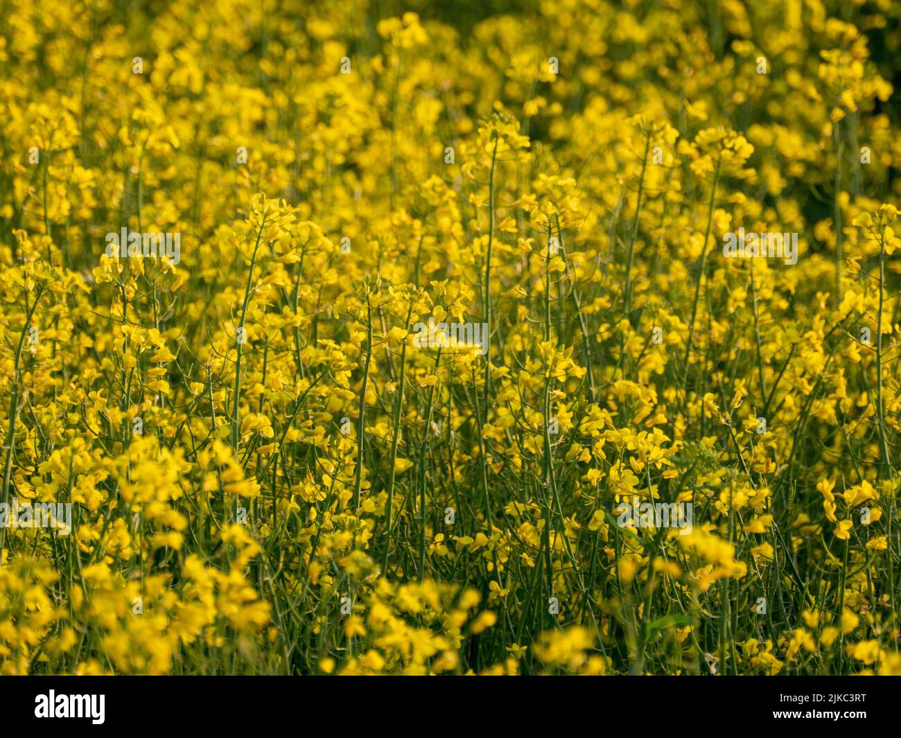 Garden mustard hi-res stock photography and images - Alamy