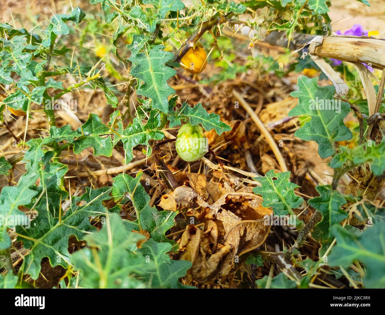 A Closeup Shot Of Solanum Indicum Fruits Ayurvedic Medicine Plant Stock ...