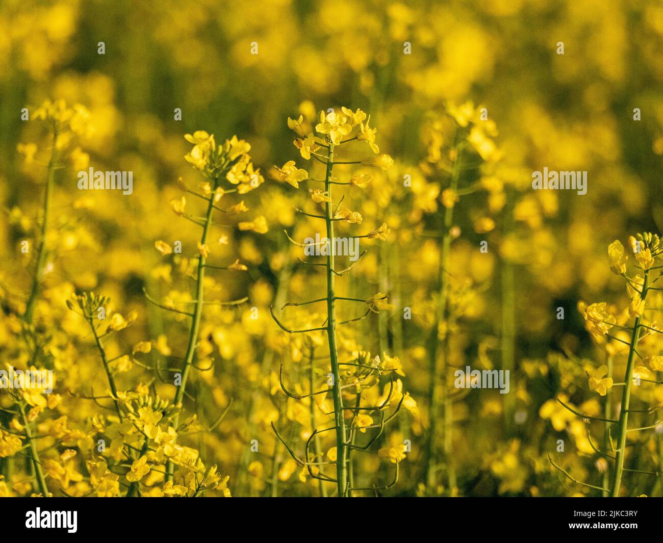 Garden mustard hi-res stock photography and images - Alamy