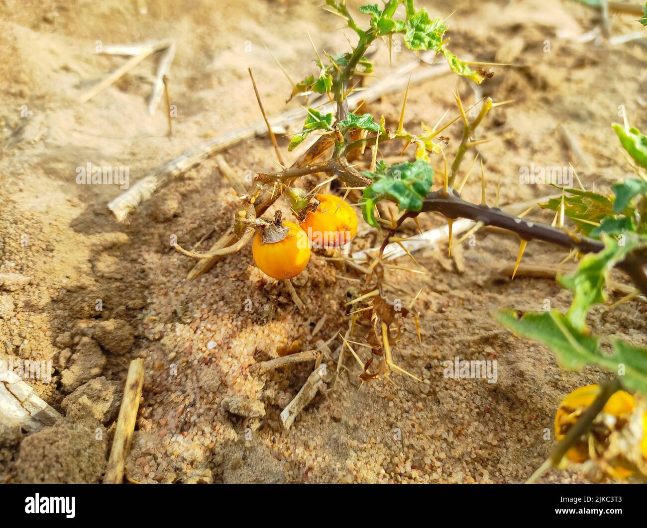 Kirugulla hi-res stock photography and images - Alamy