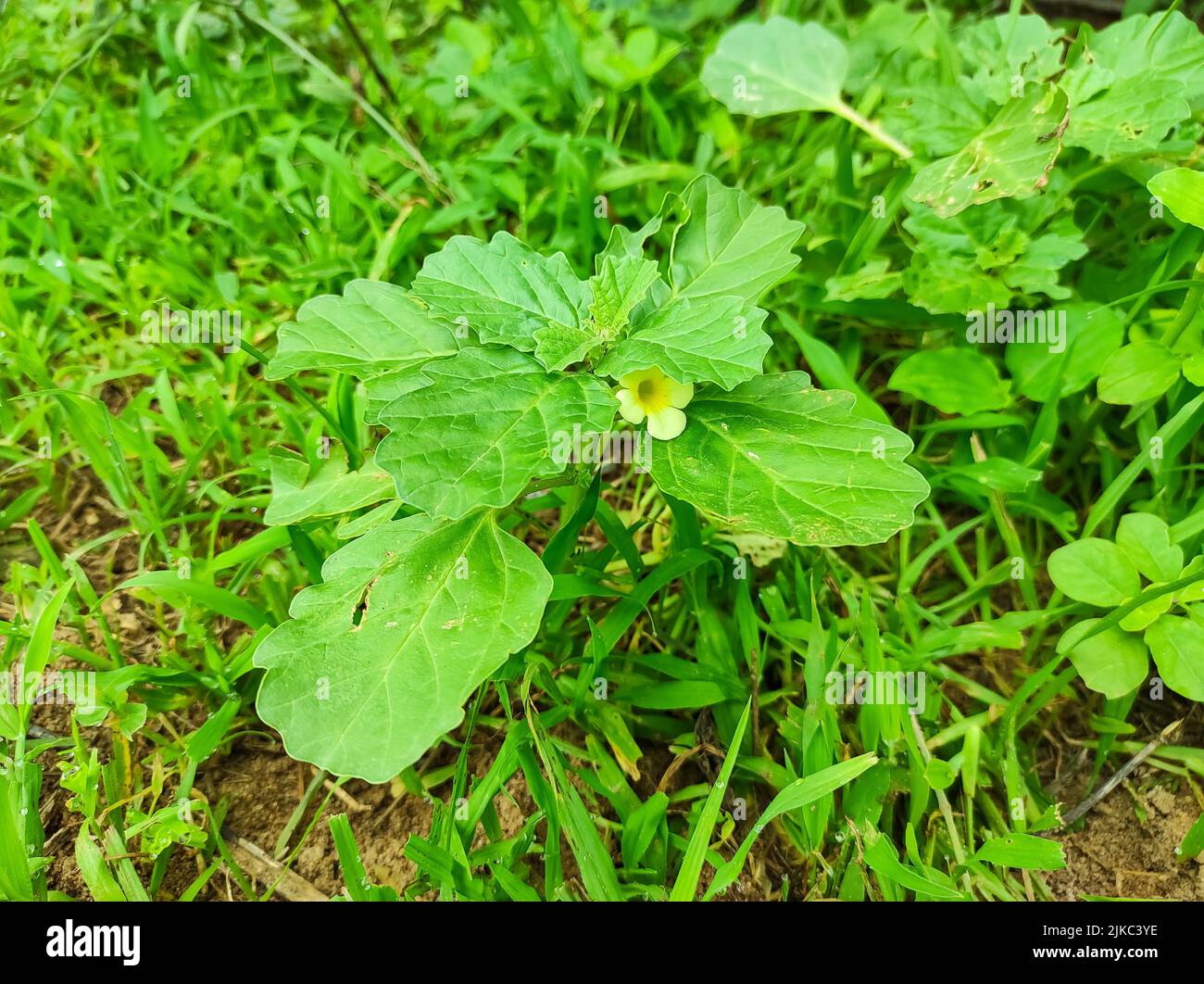 Gokhru hi-res stock photography and images - Alamy