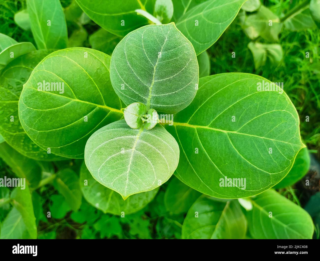 Arka flower hi-res stock photography and images - Alamy