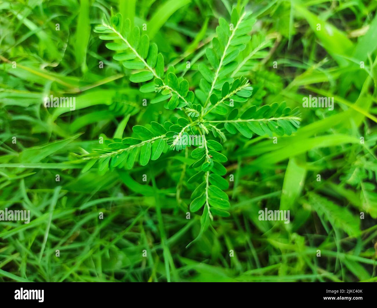 A Selective Focus On Bhumi Amla Ayurvedic Medicinal Plants Background ...