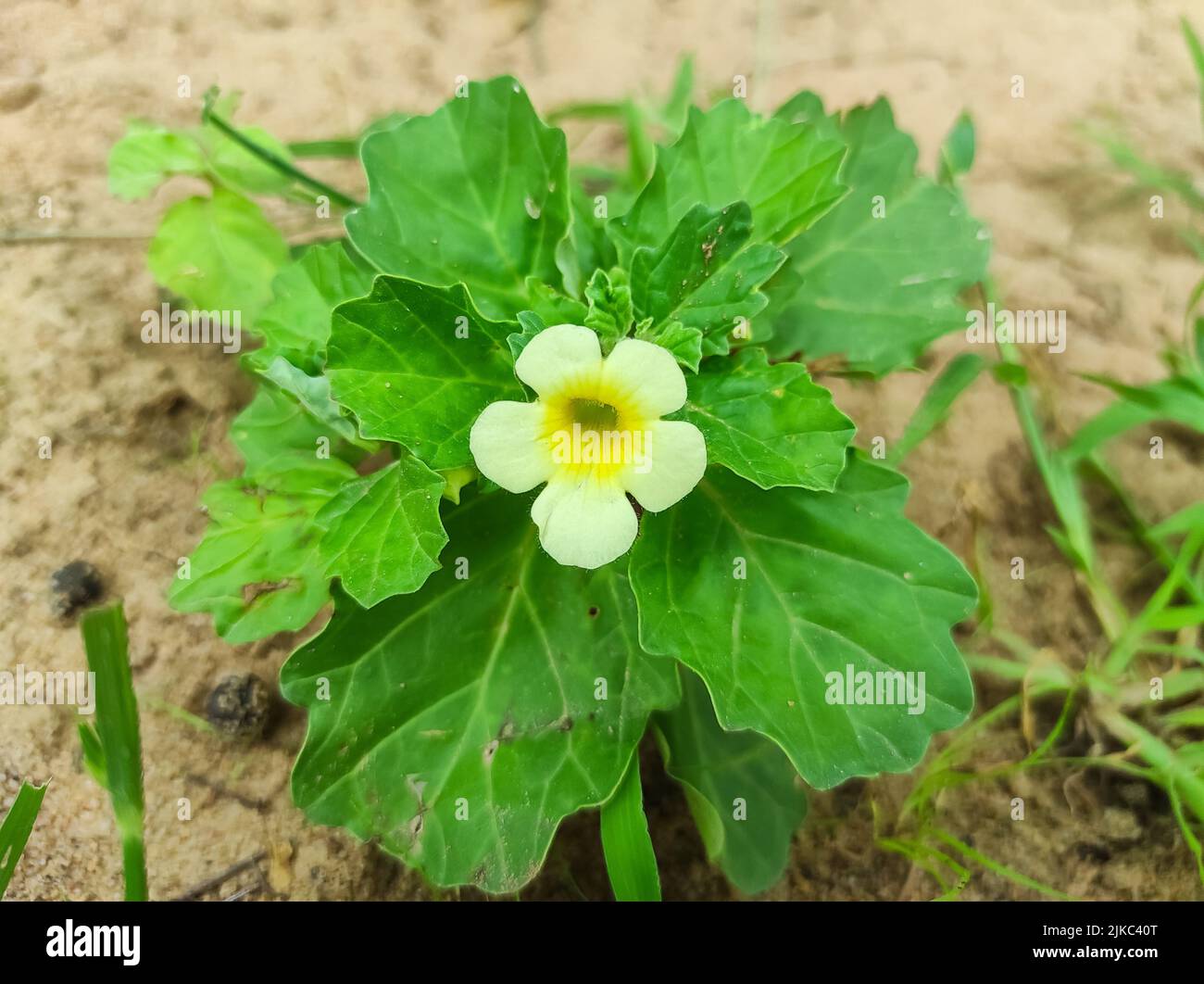 Chota gokhru flower hi-res stock photography and images - Alamy