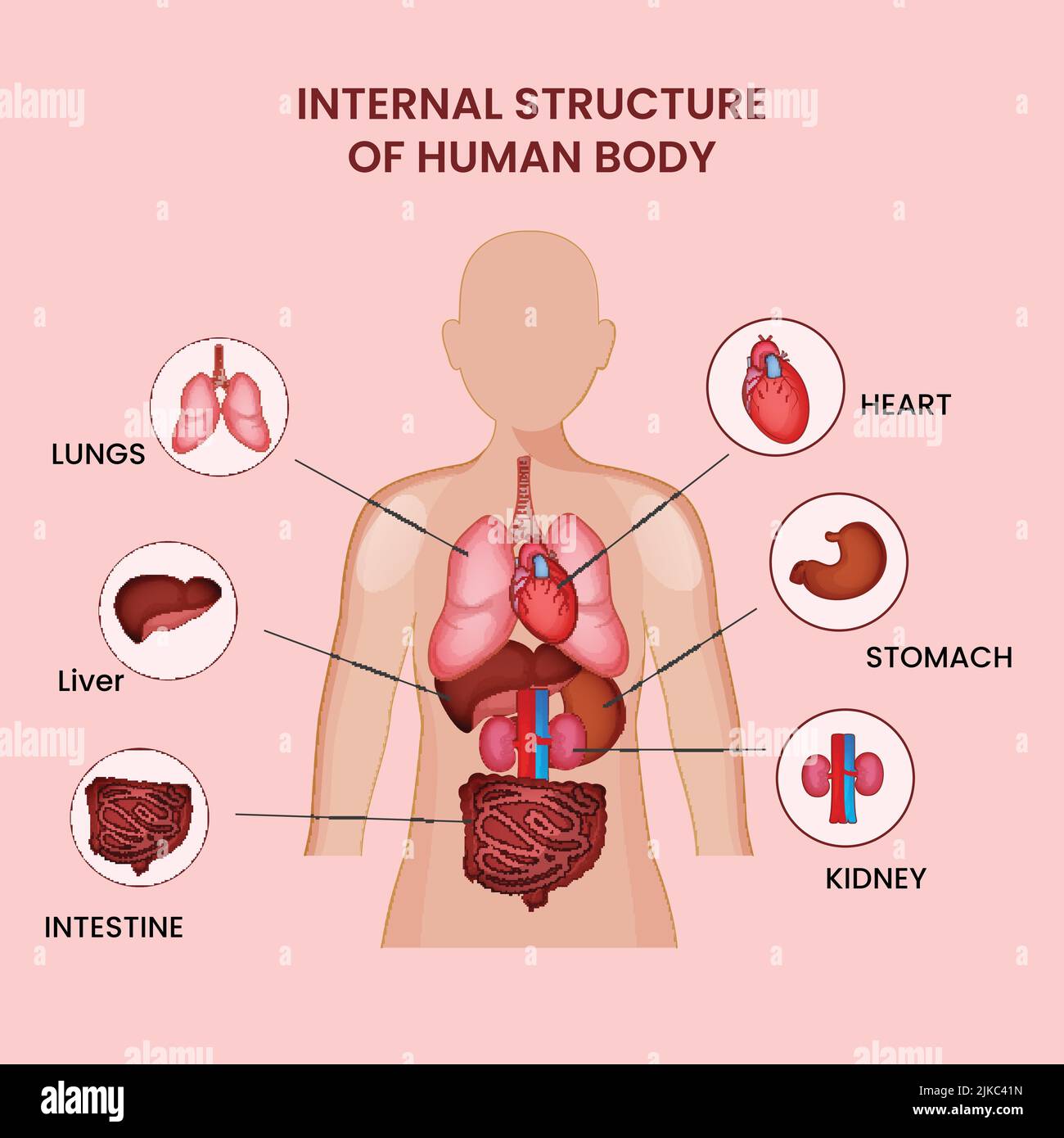 Internal structure of heart hi-res stock photography and images - Alamy