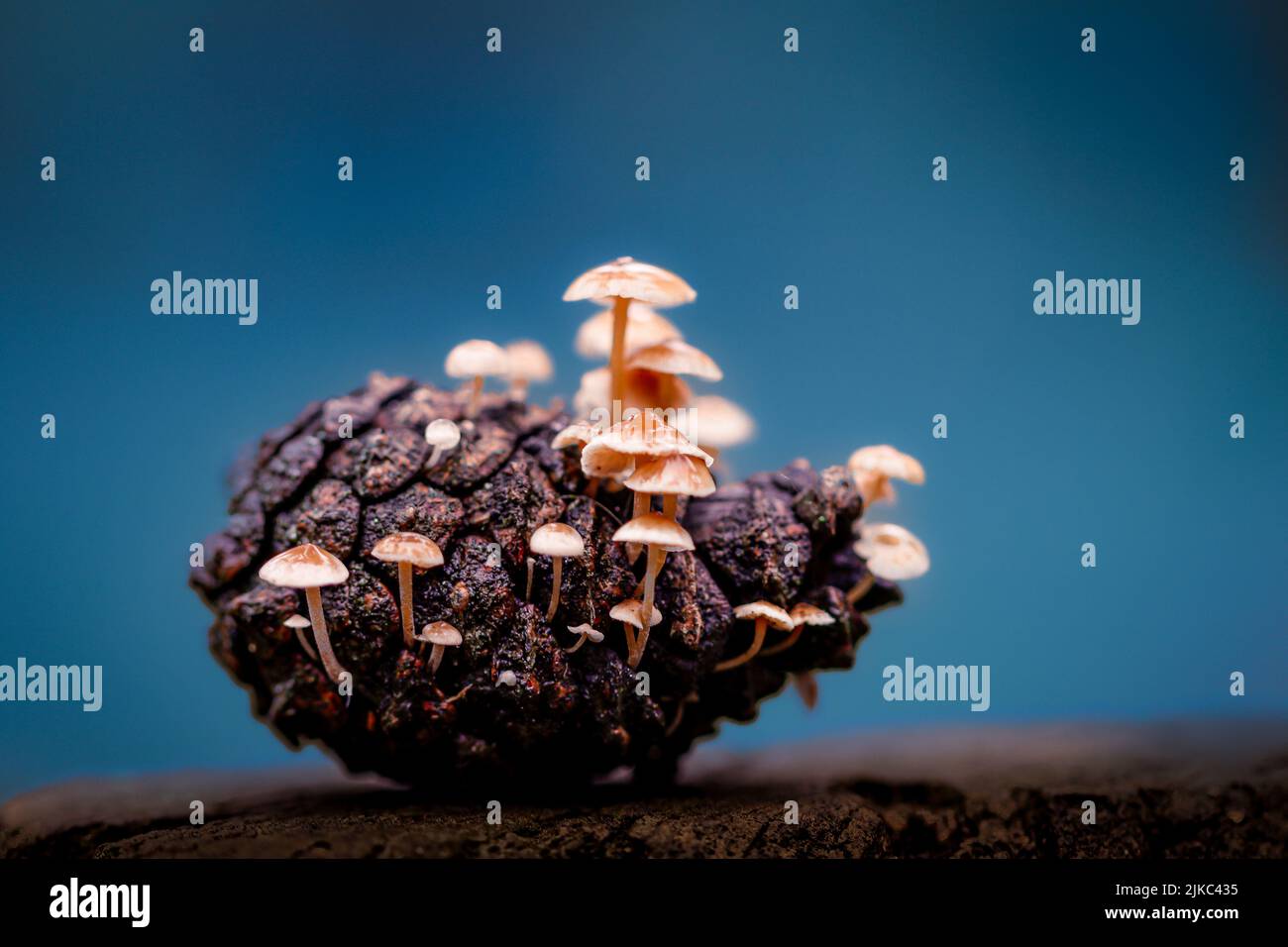 A close-up shot of small honey funguses growing inside of a pine cone ...