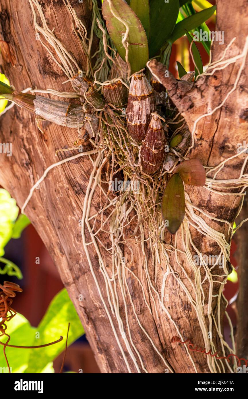 Orchid. Root of the orchid flower in a tree trunk Stock Photo - Alamy